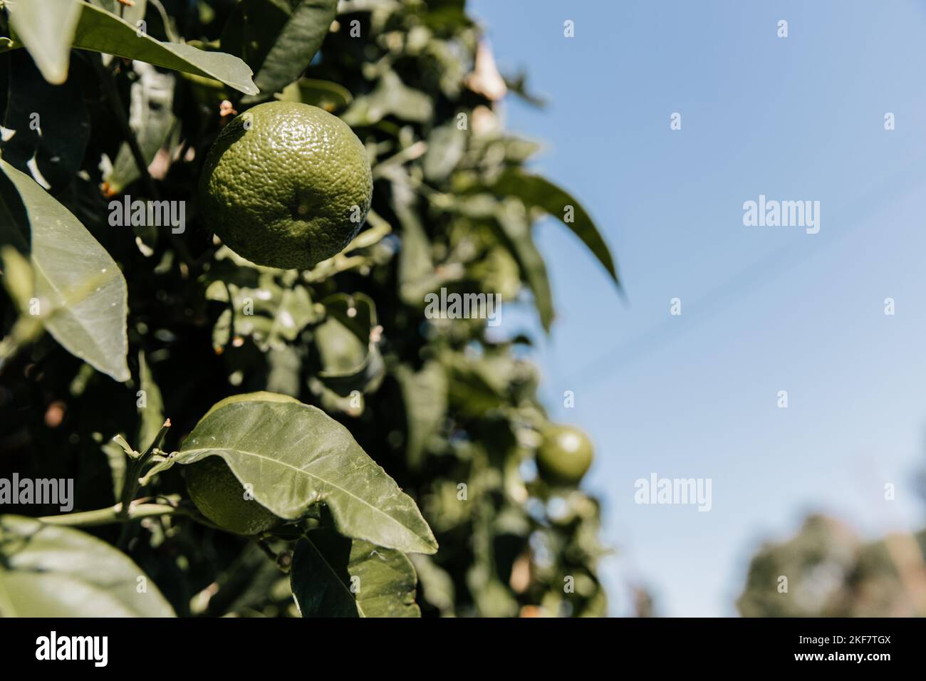 Jabara hi-res stock photography and images - Alamy