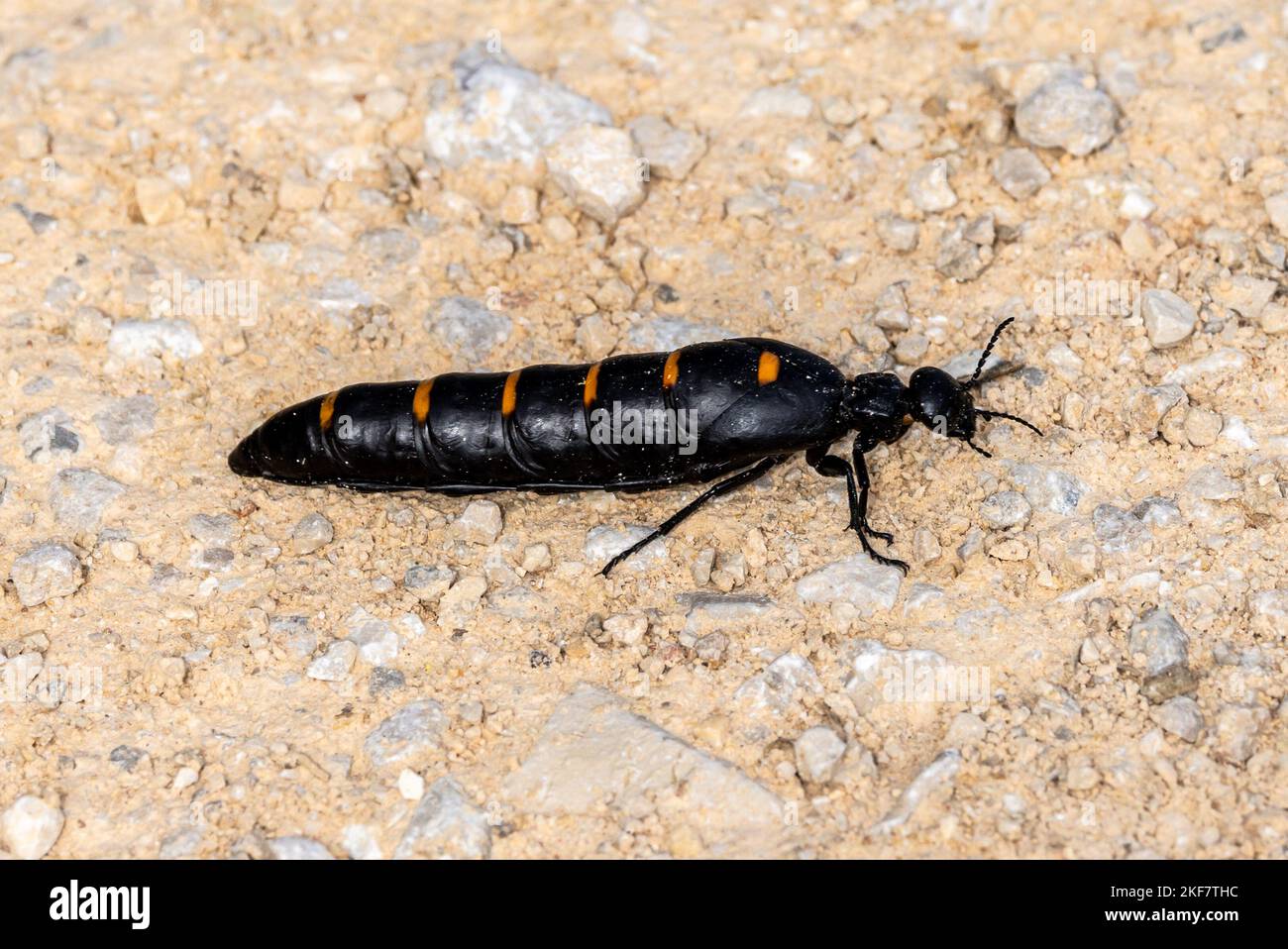 Berberomeloe majalis (Linnaeus, 1758) - Meloidae - Red-striped Oil ...