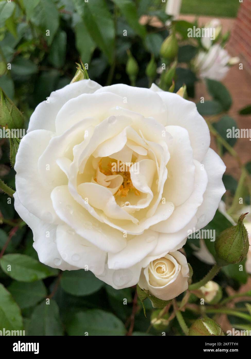 A vertical image of a fully bloomed white rose on a white background ...