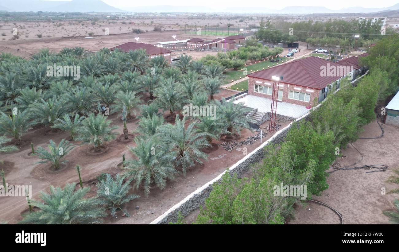 Cycas platyphylla hi-res stock photography and images - Alamy