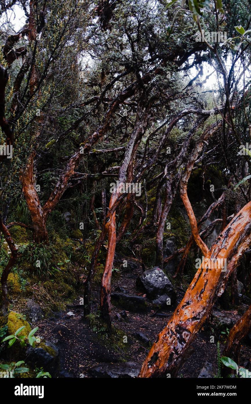 Queñua or paper tree (Polylepis) forest endemic to the mid- and high ...