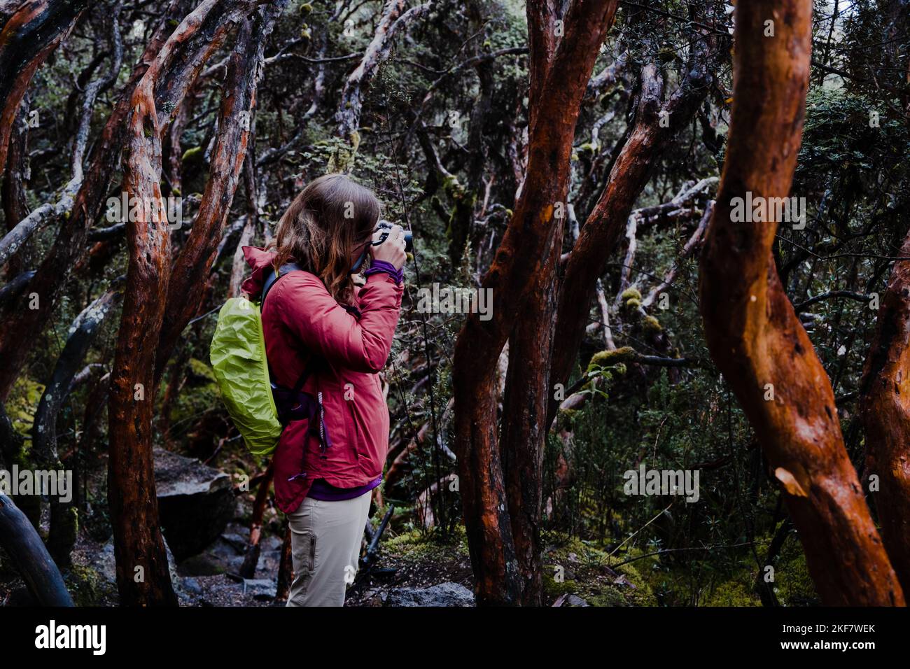 A female photographer taking a picture in a paper tree forest endemic ...