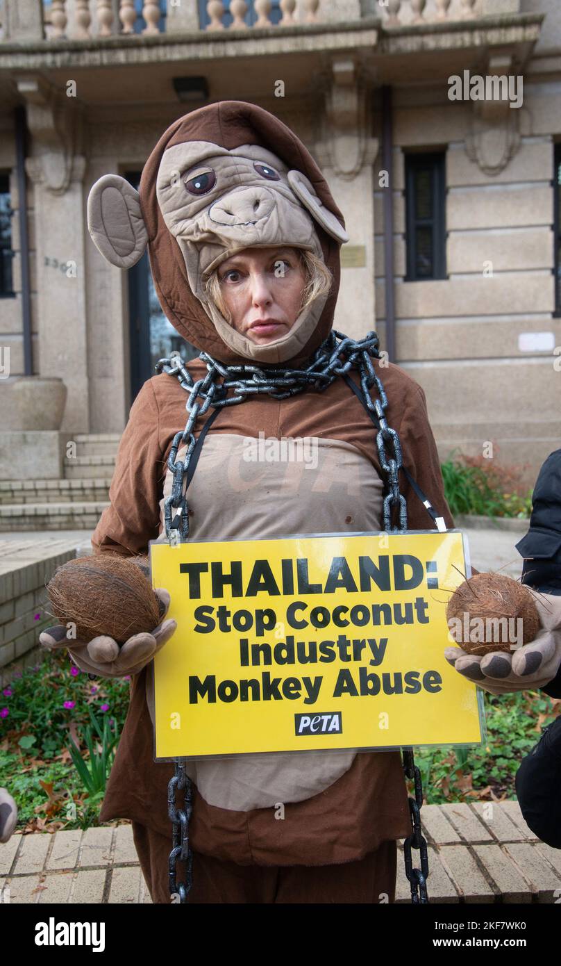 Washington DC, November 16,2022, USA— PETA protests at the Royal Thai ...