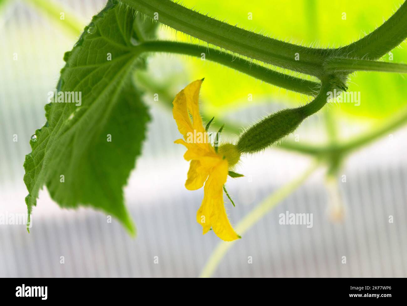 Cucumber flowering. Fresh green cucumber with leaf and flower as ...