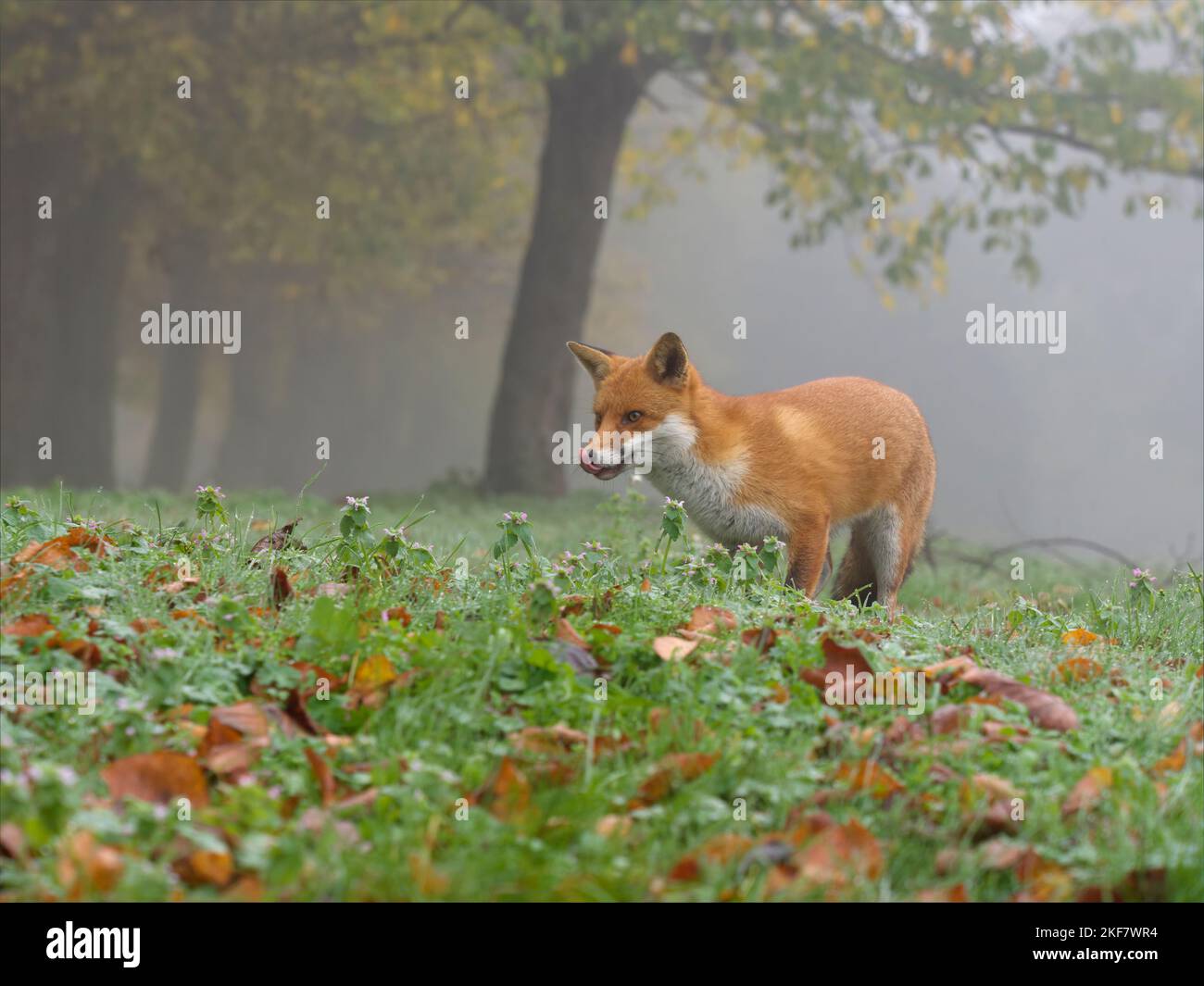Red fox, Vulpes vulpes, single mammal on grass in autumn, Nove,ber 2022 ...