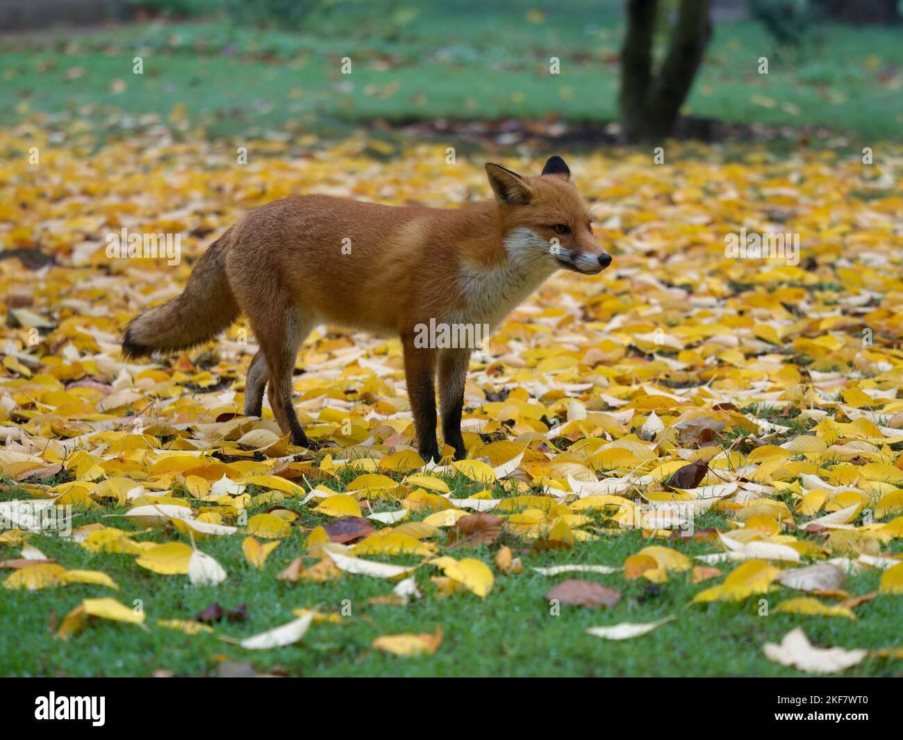 Red fox, Vulpes vulpes, single mammal on grass in autumn, Nove,ber 2022 ...