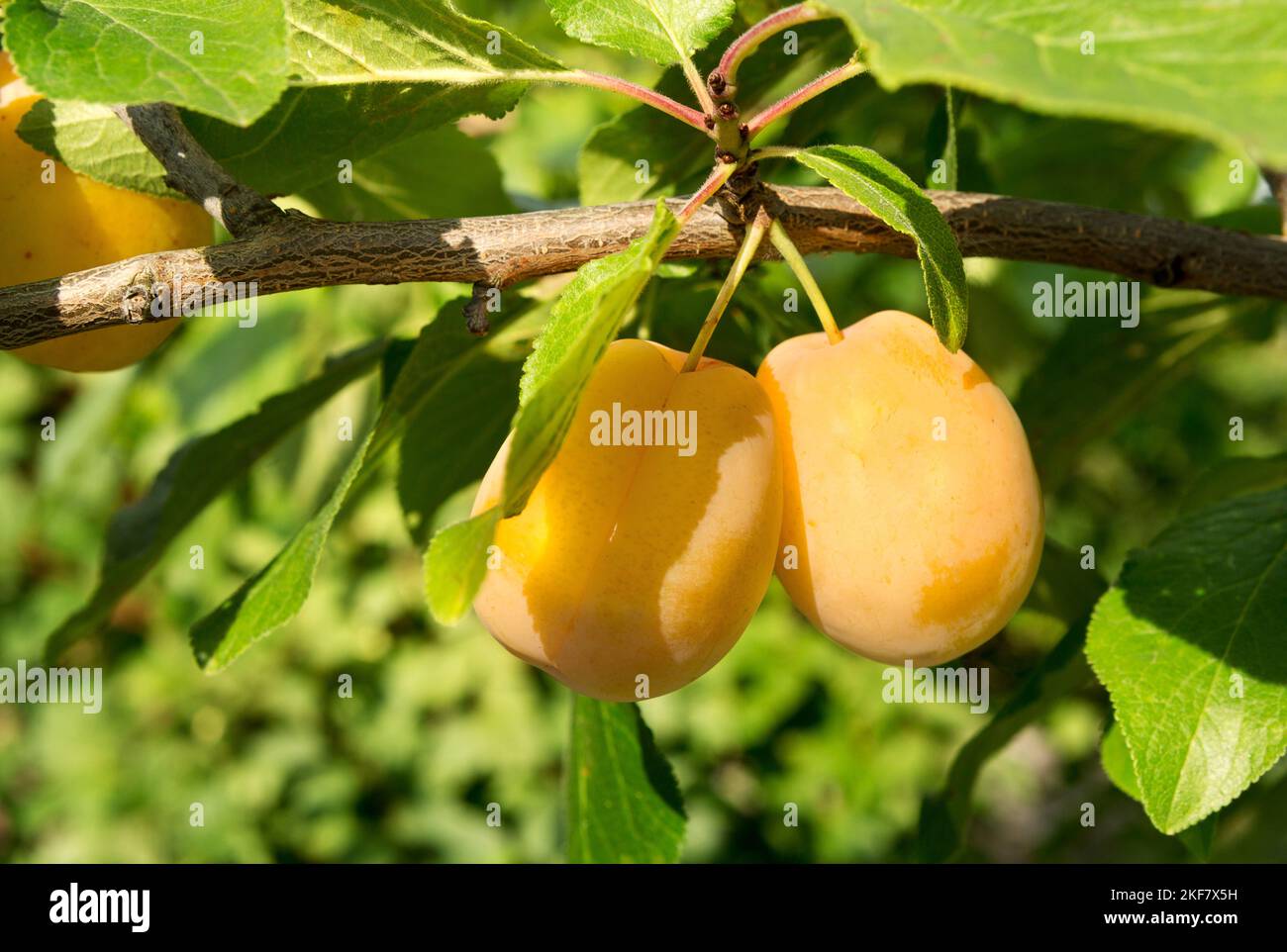 Plum tree with ripe plum fruit. Plum branch tree. Branches with juicy ...