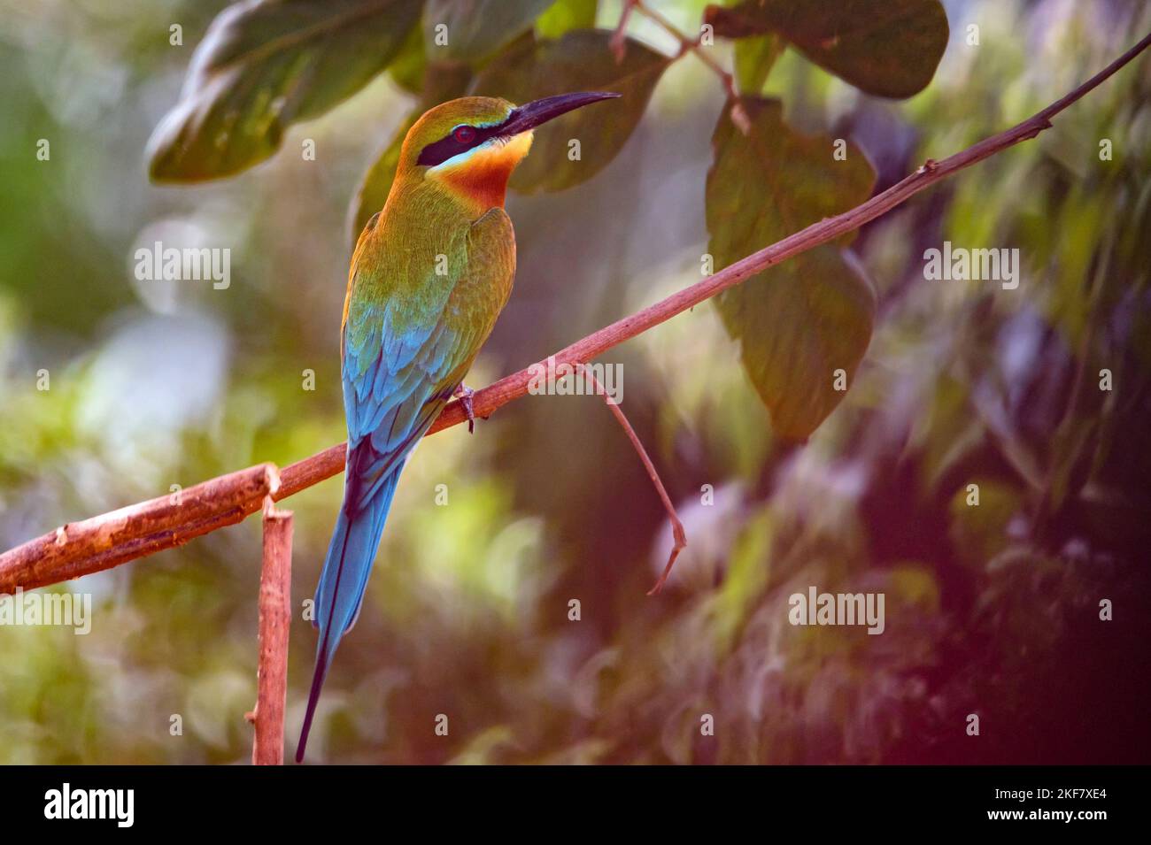 Blue tailed bee eater flying hi-res stock photography and images - Alamy