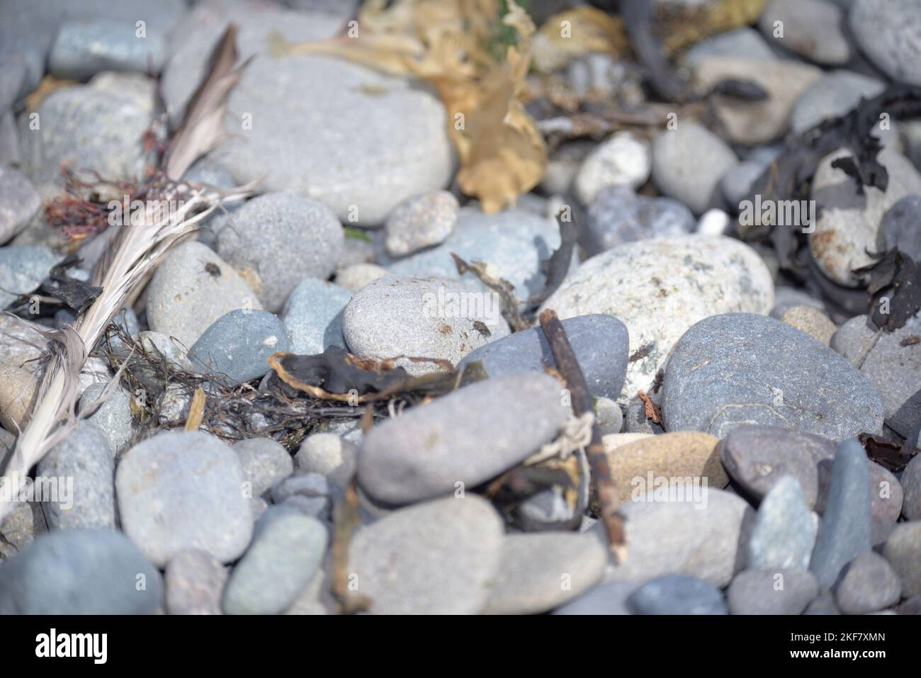 Beach Wrack with sandflies Stock Photo - Alamy