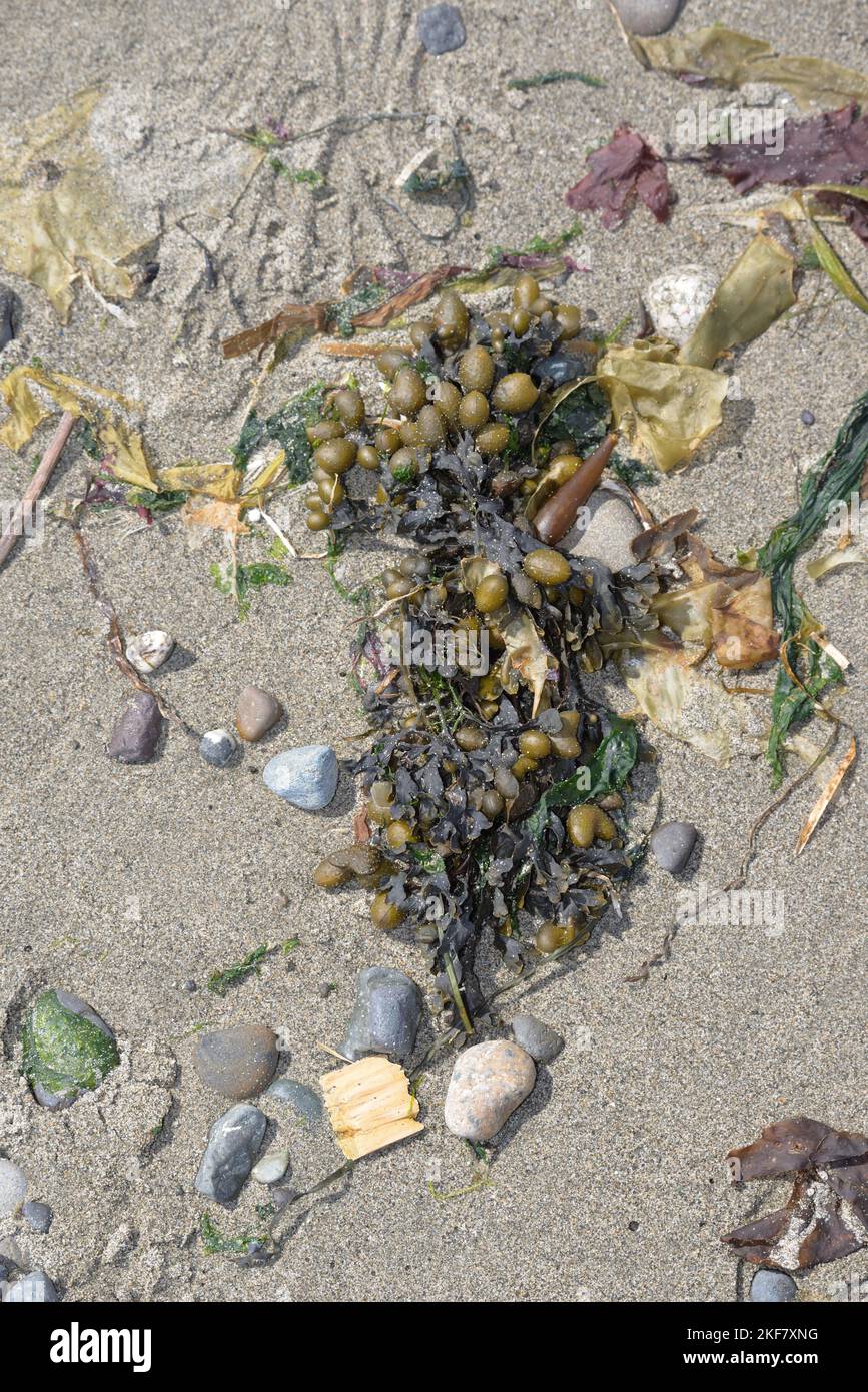 Beach wrack hi-res stock photography and images - Alamy