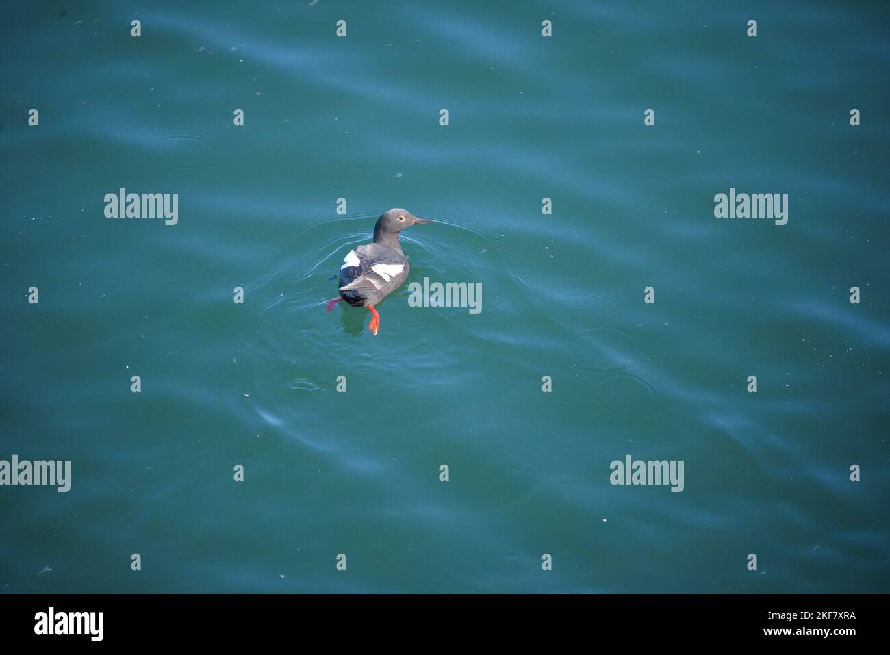 Pigeon diving hi-res stock photography and images - Alamy