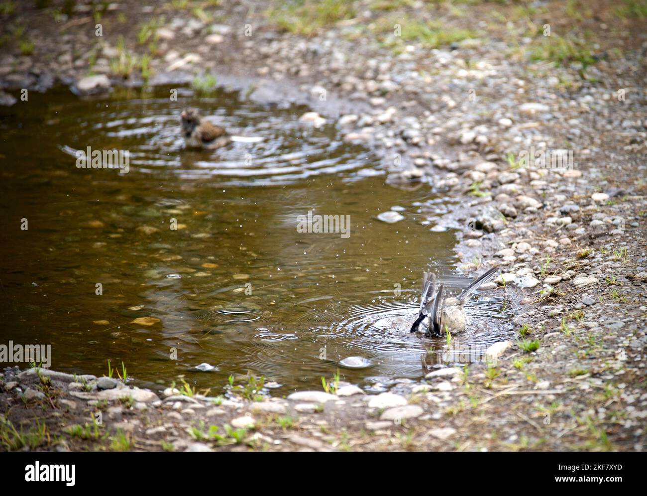 Chickadee taking a bath Stock Photo - Alamy