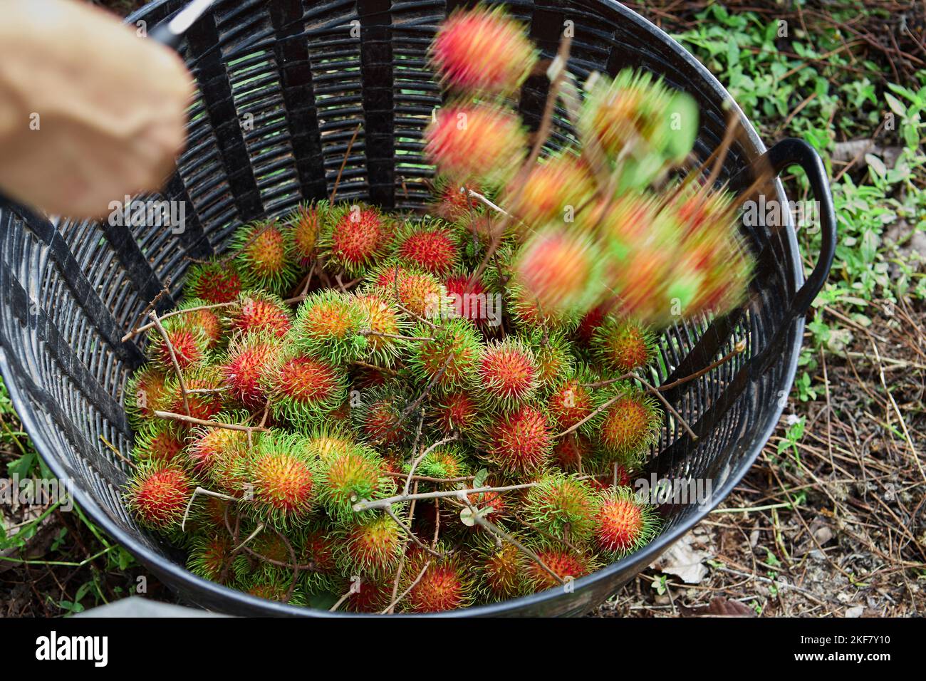 Ripe rambutan fruit in the big basket Stock Photo - Alamy