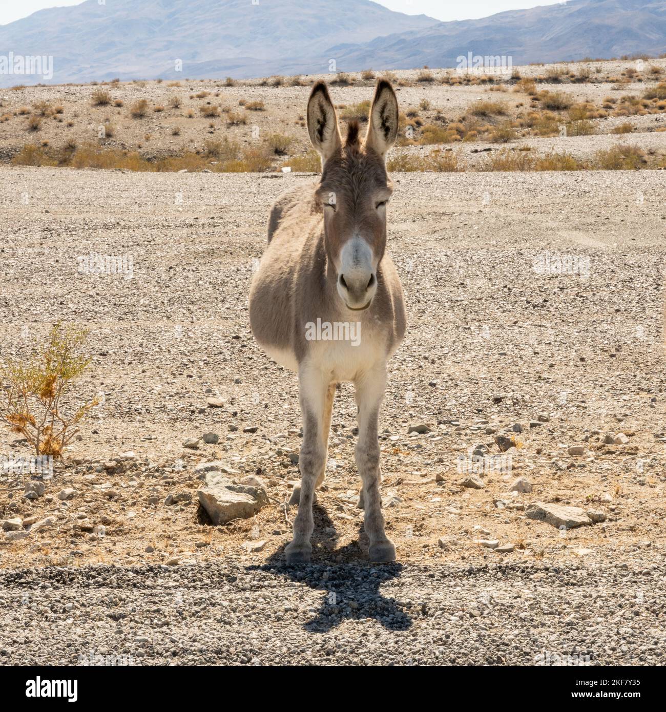 Donkey stands hi-res stock photography and images - Alamy