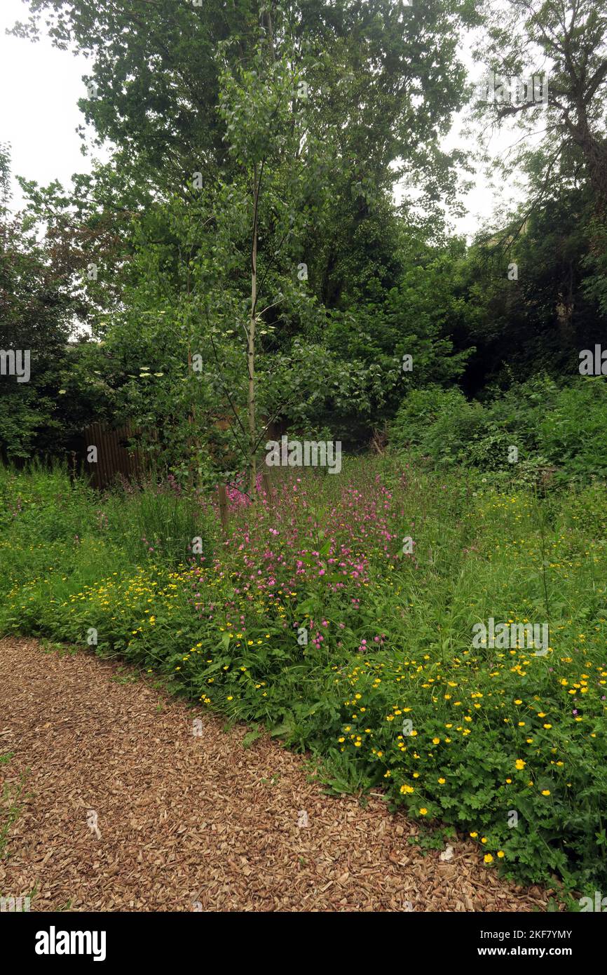 nature area with wild flowers Parkland Walk, Haringey, North London, Uk ...