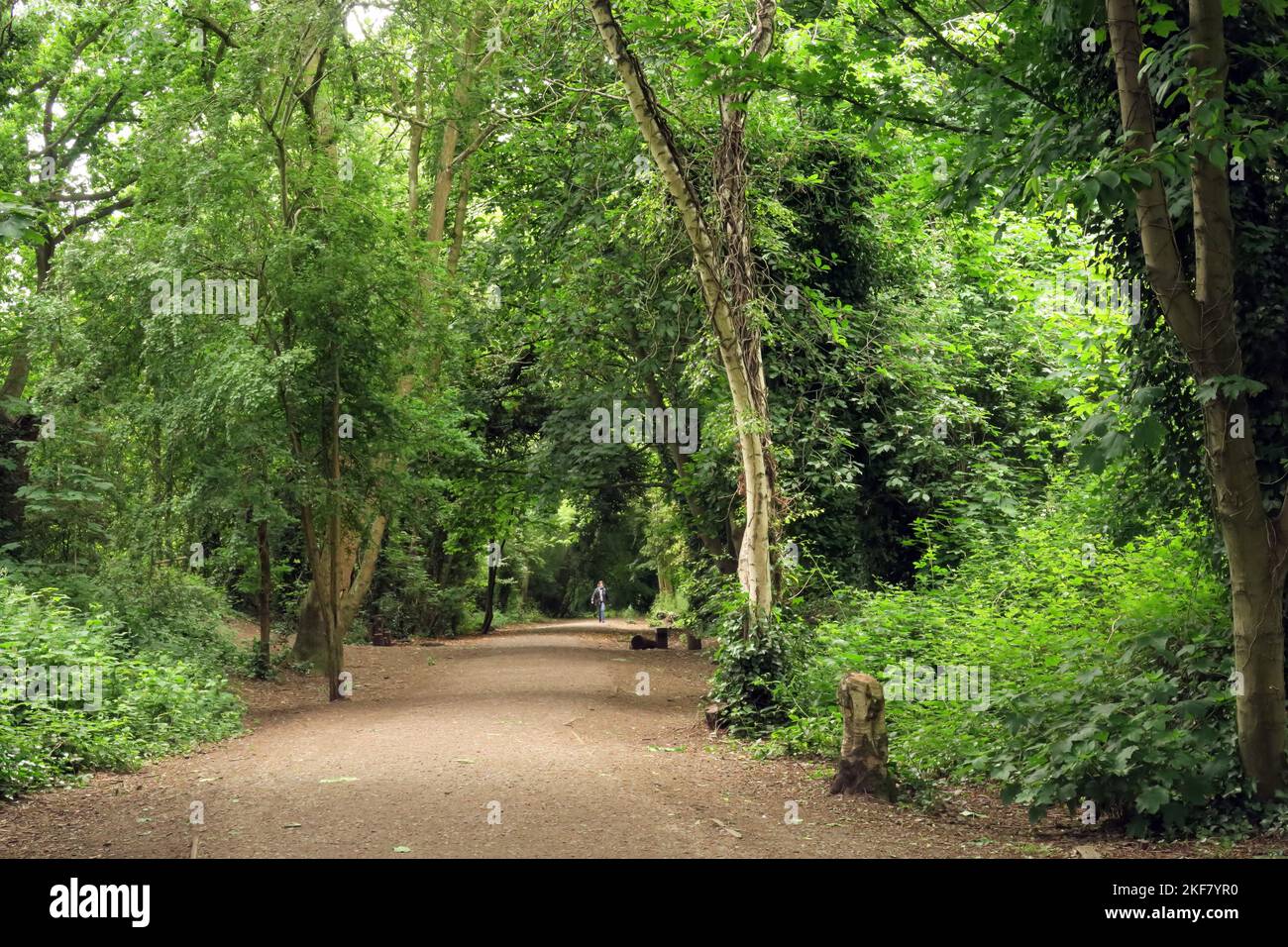 view along railway line repurposed as public footpath Parkland Walk ...