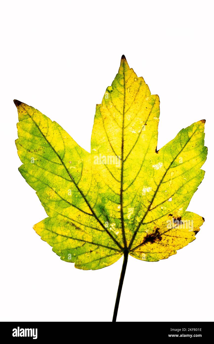 Isolated maple hi-res stock photography and images - Alamy