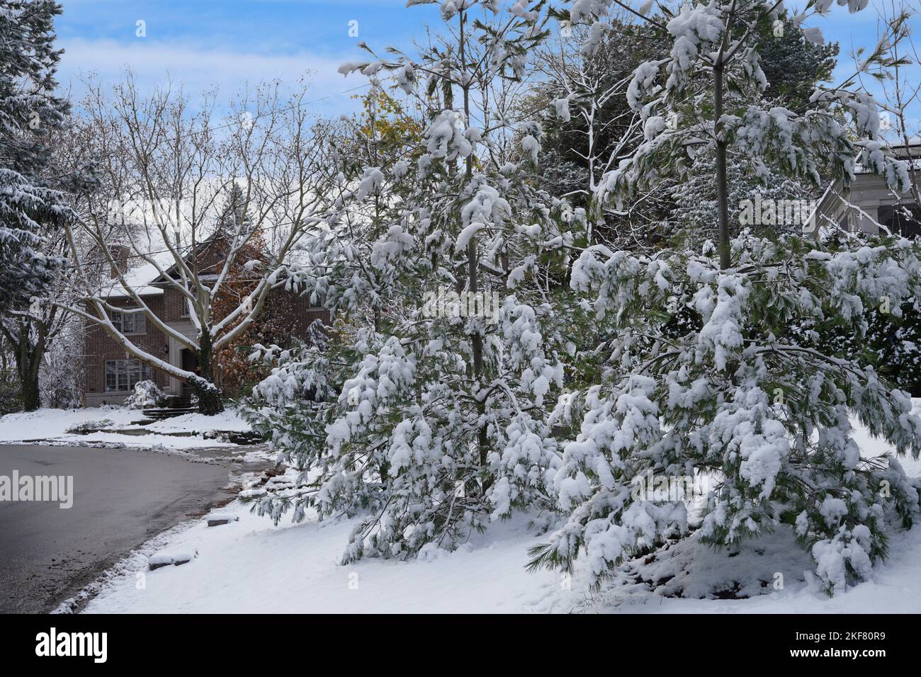 Residential street with snow covered pine trees Stock Photo - Alamy