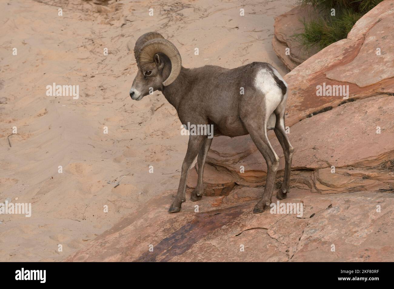 Desert Bighorn Sheep (Ovis canadensis nelsoni) Ram descending sandstone ...