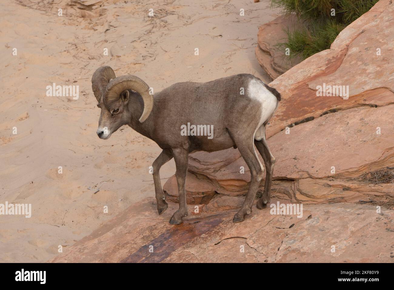 Desert Bighorn Sheep (Ovis canadensis nelsoni) Ram descending sandstone ...