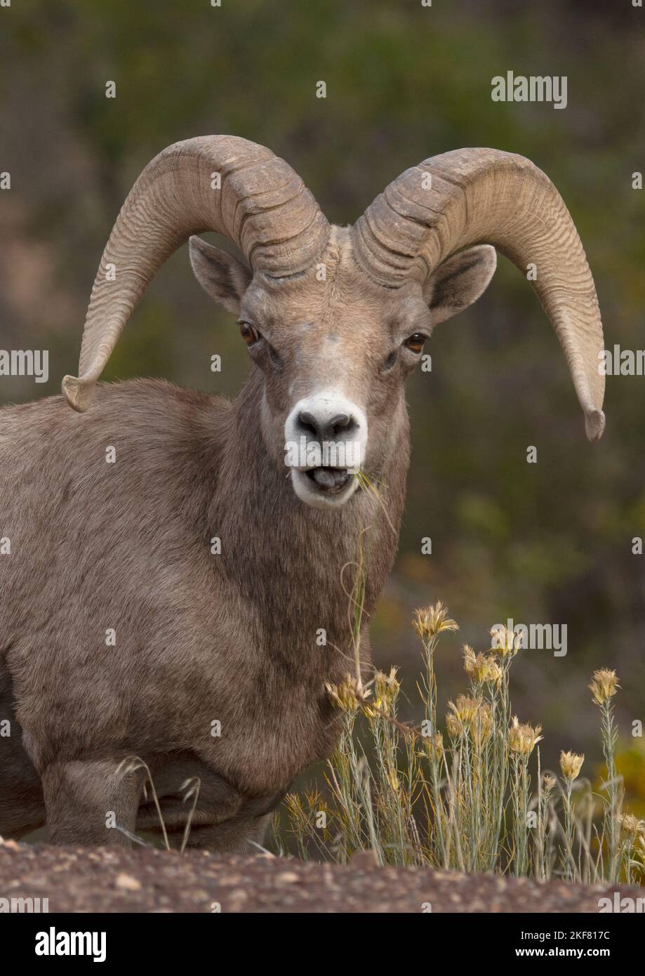 Desert Bighorn Sheep (Ovis canadensis nelsoni) Ram chewing, Zion ...