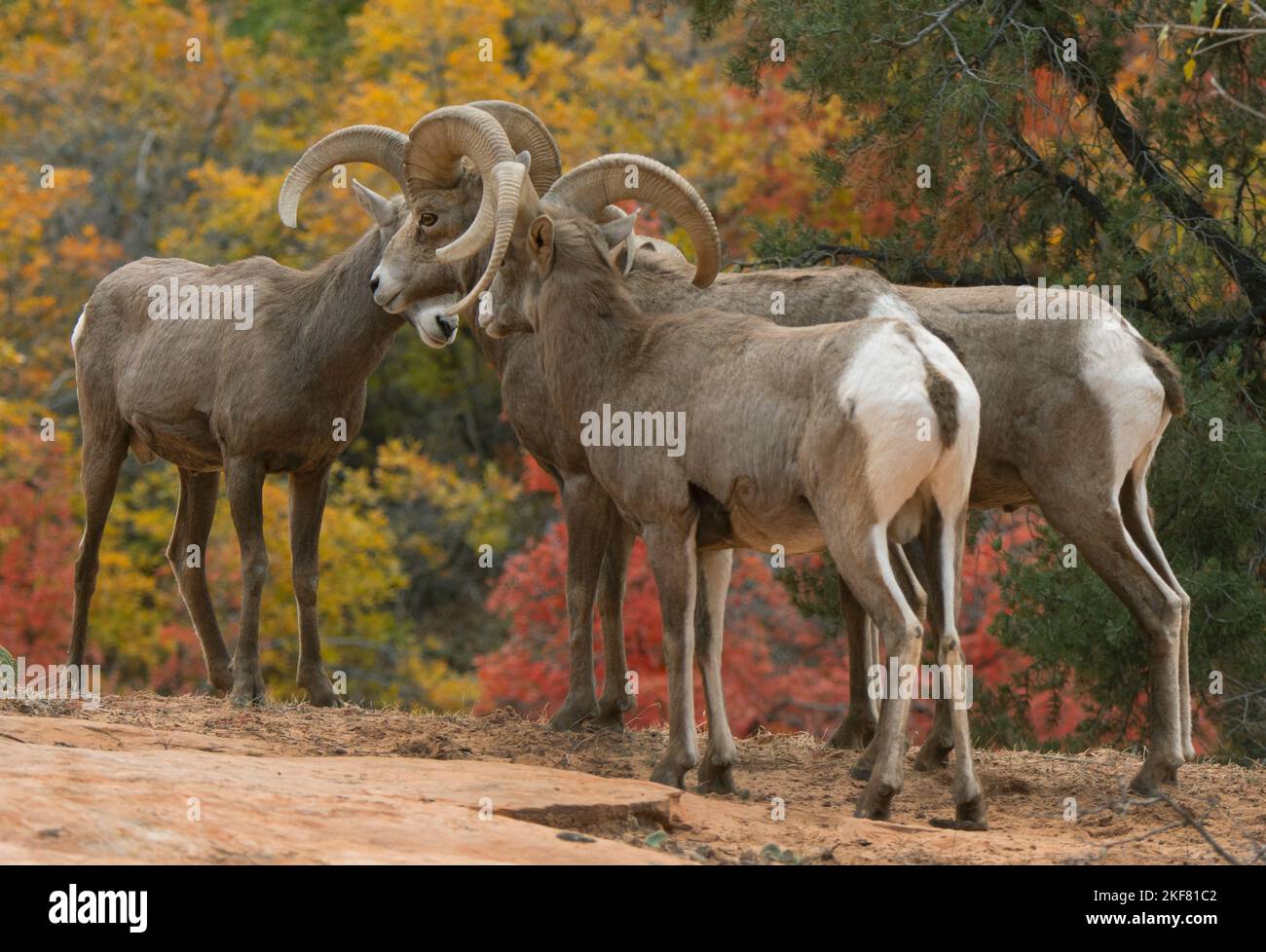 Desert Bighorn Sheep (Ovis canadensis nelsoni) Ram group in autumn ...