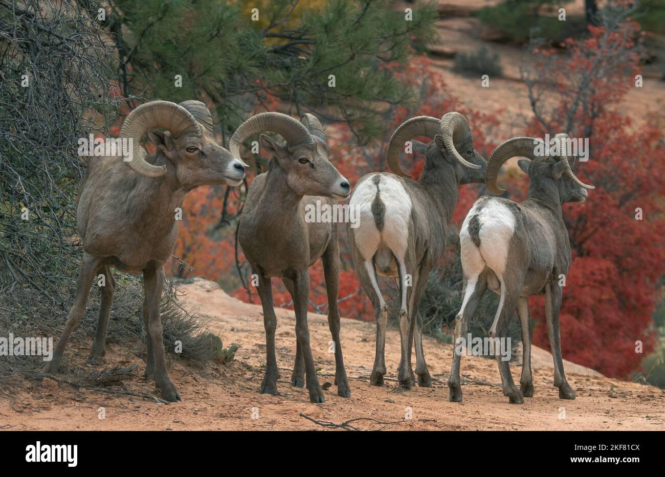 Desert Bighorn Sheep (Ovis canadensis nelsoni) Ram group in autumn ...