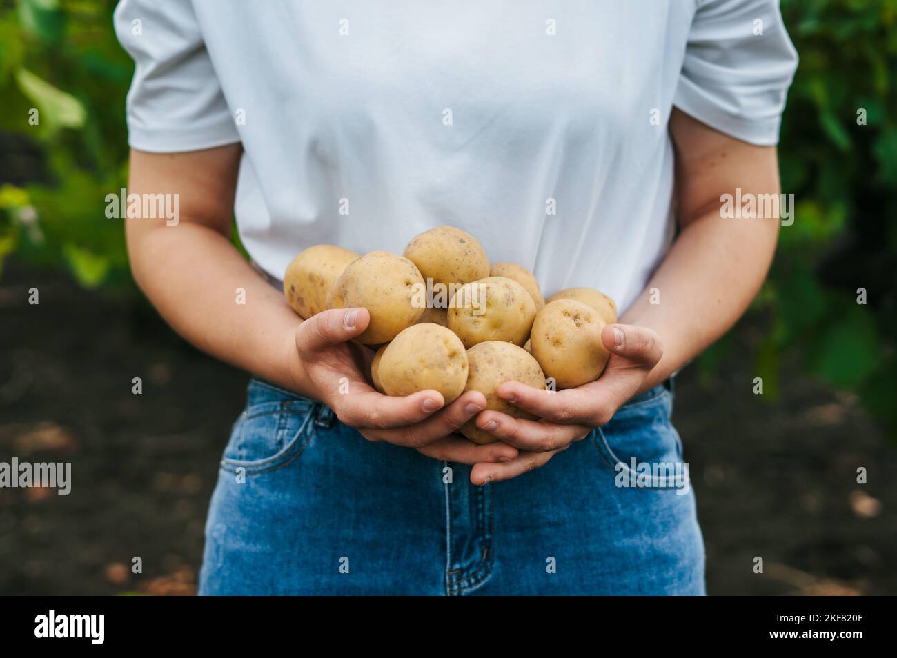 Close up top view female farmer hands holding bunch of potatoes. Summer ...