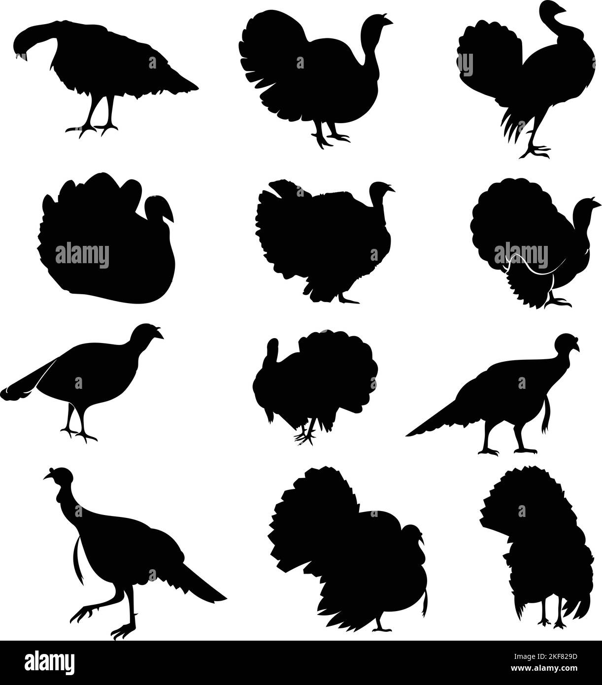 A vector illustration of a set of turkey animals isolated on a white ...