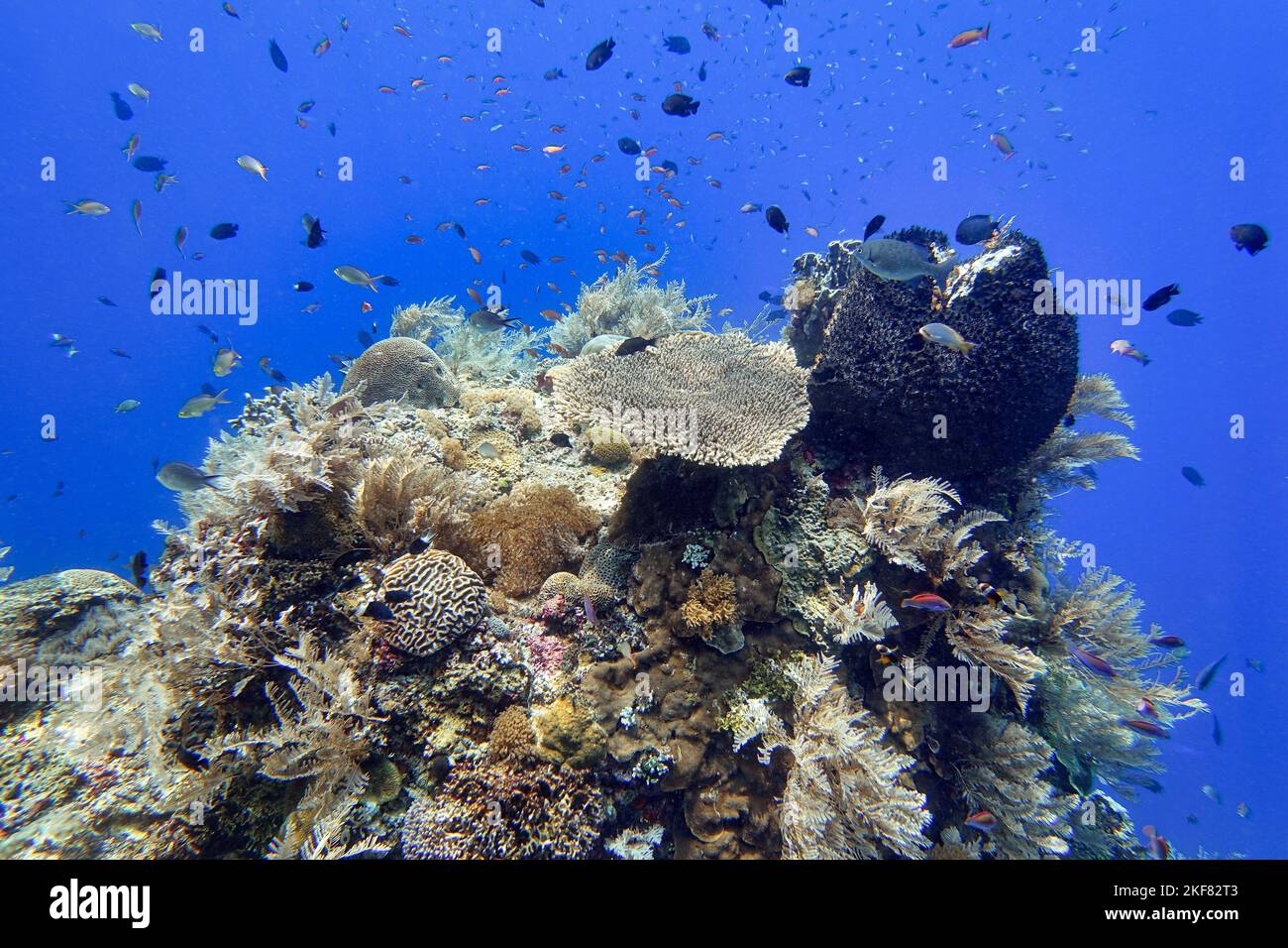 Indonesia Alor Island - Marine life coral reef with tropical fish Stock ...