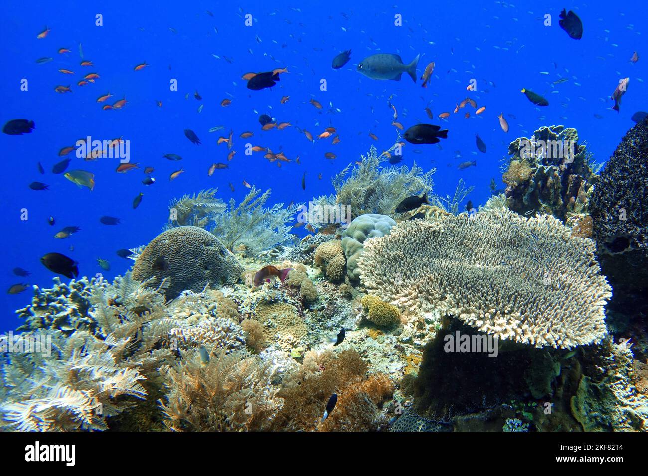 Indonesia Alor Island - Marine life coral reef with tropical fish Stock ...