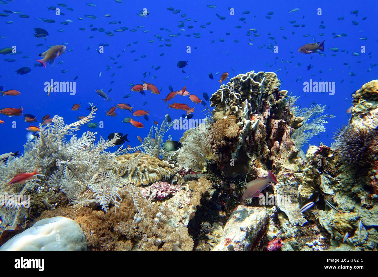 Indonesia Alor Island - Marine life coral reef with tropical fish Stock ...