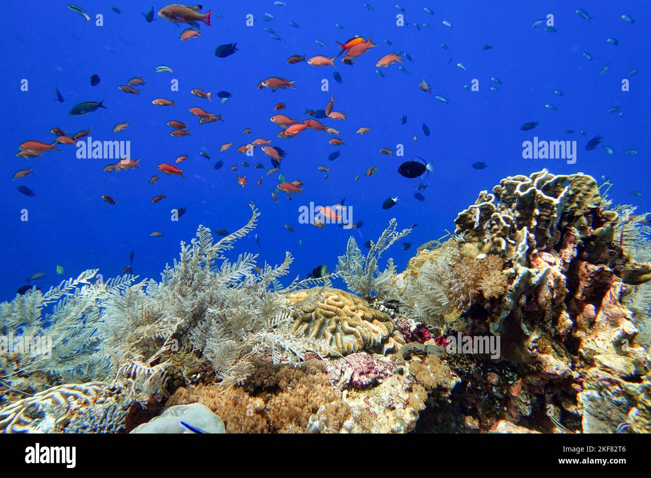 Indonesia Alor Island - Marine life coral reef with tropical fish Stock ...
