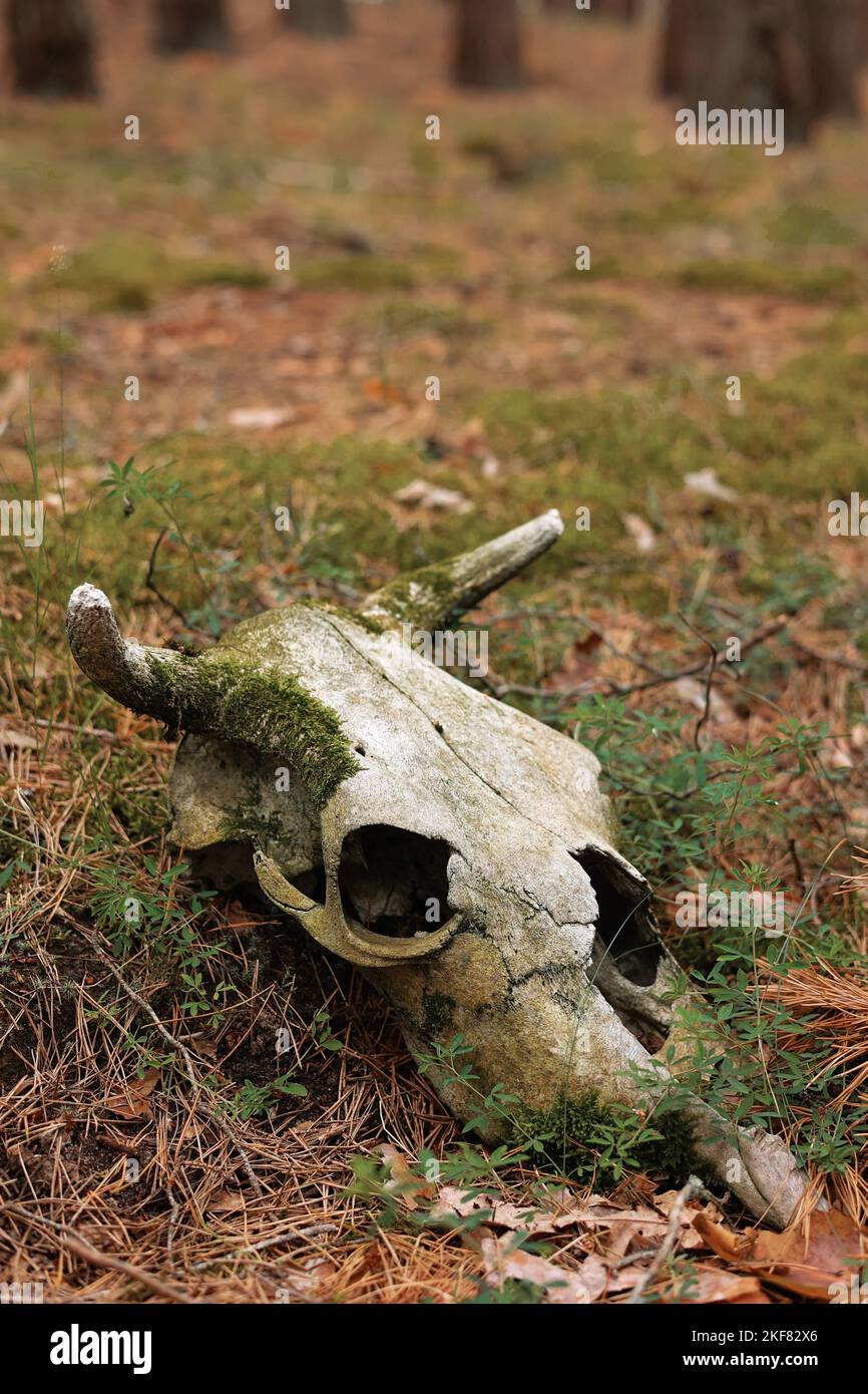 Cow skull lying on the ground. Dried cow skull. Side view. Skull of a ...