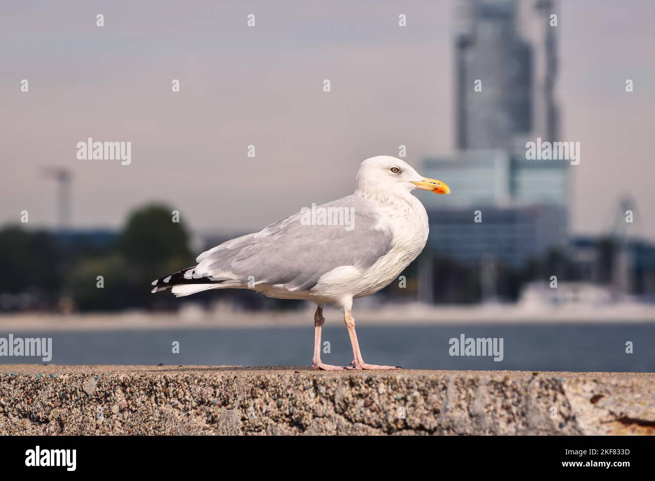 Seagull feet hi-res stock photography and images - Alamy