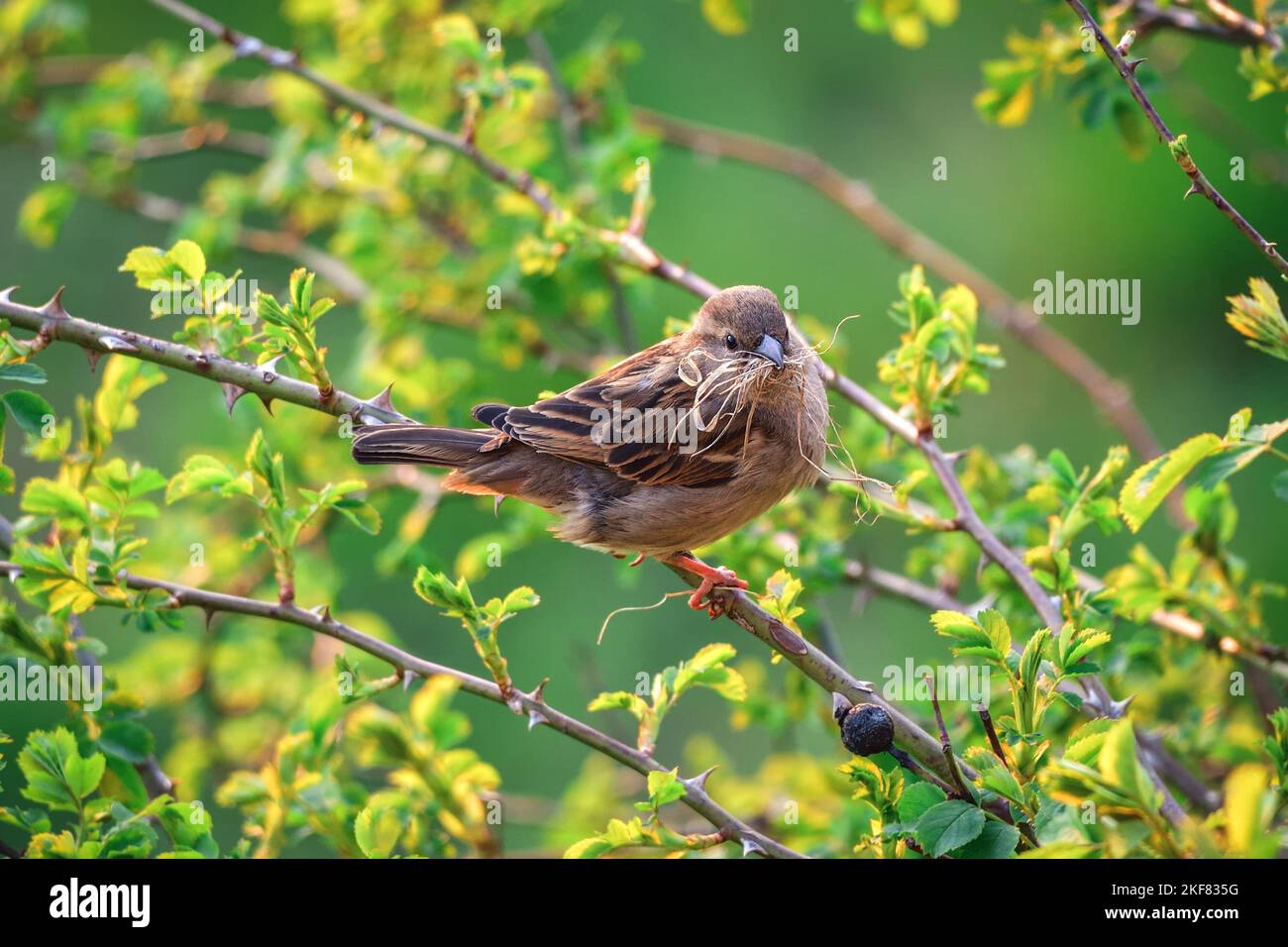 Spring fauna and flora. Common sparrow on tree branches Stock Photo - Alamy