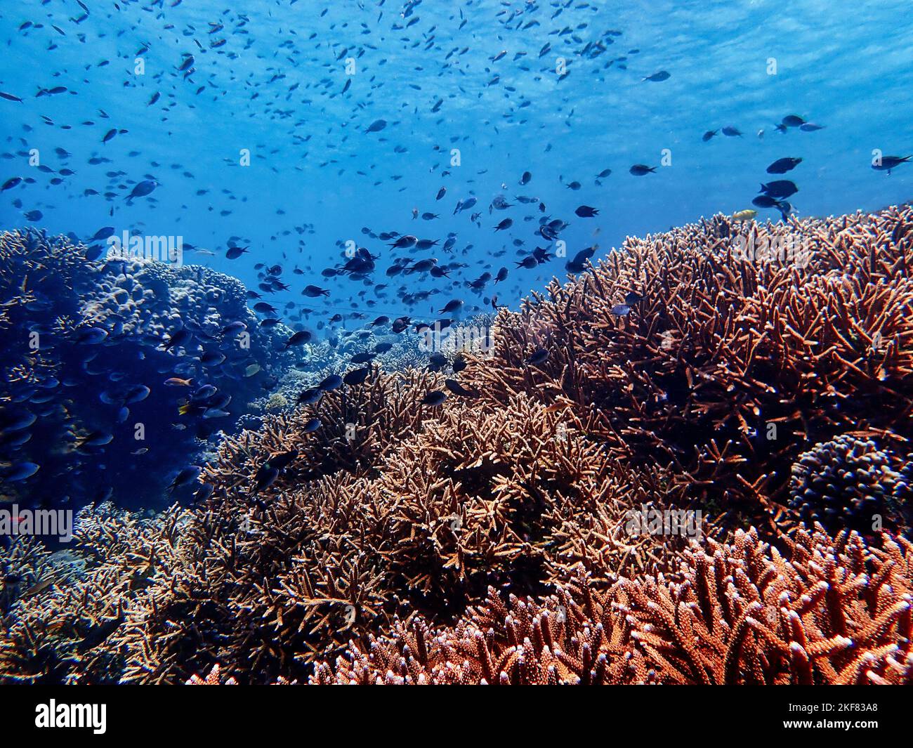 Indonesia Alor Island - Marine life coral reef with tropical fish Stock ...