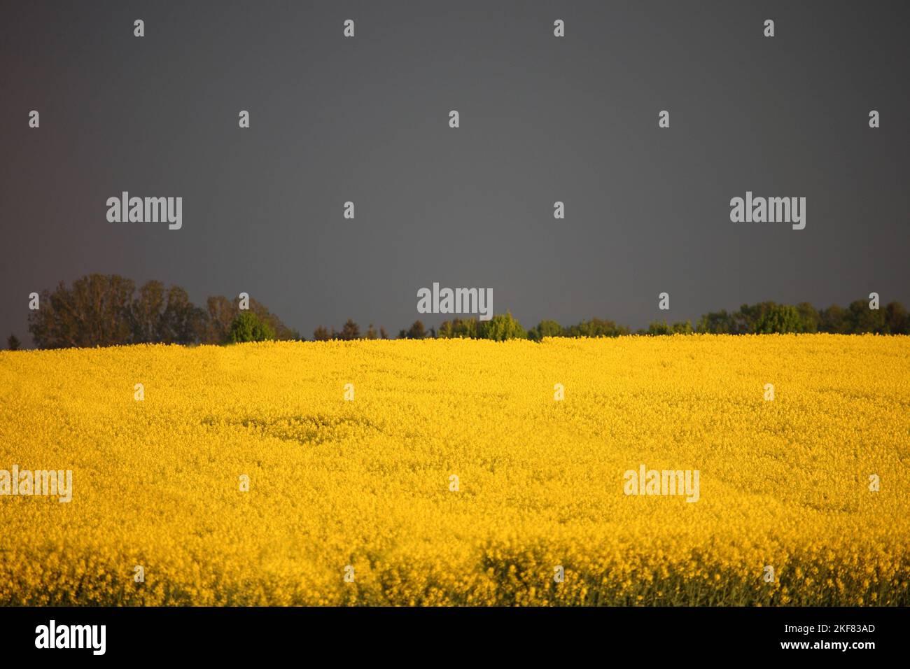 Rapsfeld / Rapeseed Field / Brassica napus Stock Photo - Alamy