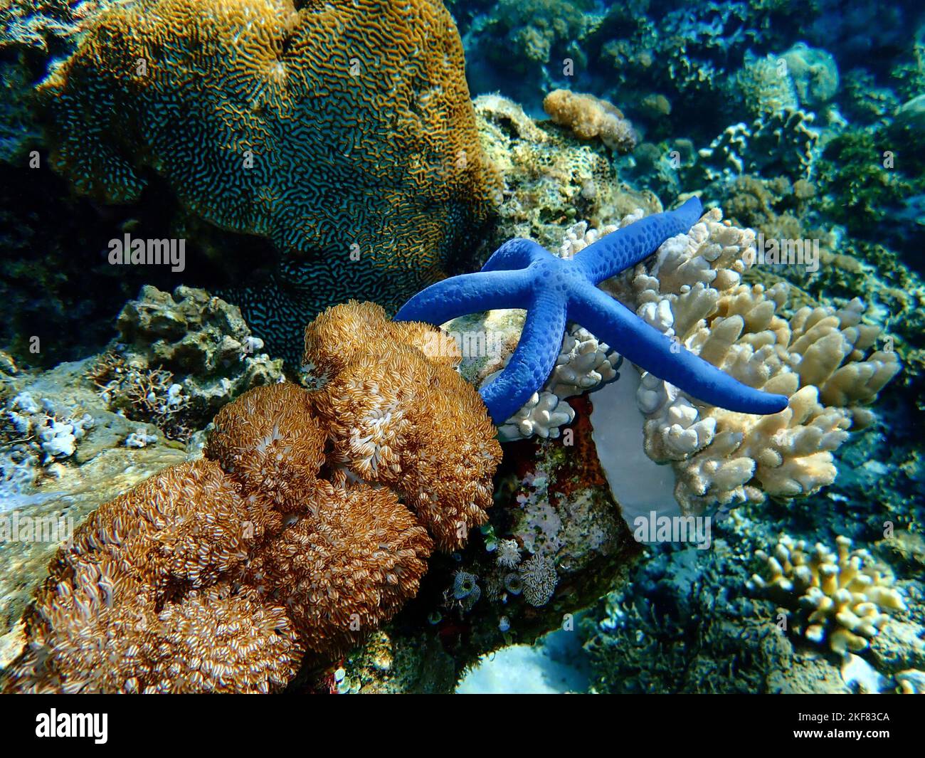 Indonesia Alor Island - Marine life Blue sea star - Linckia laevigata ...
