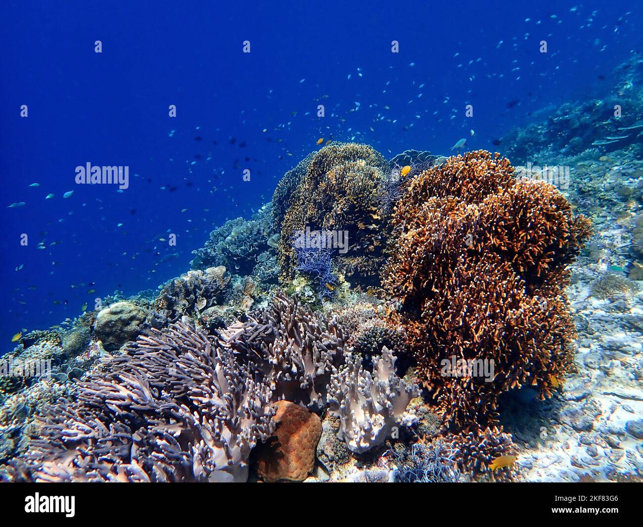 Indonesia Alor Island - Marine life coral reef with tropical fish Stock ...