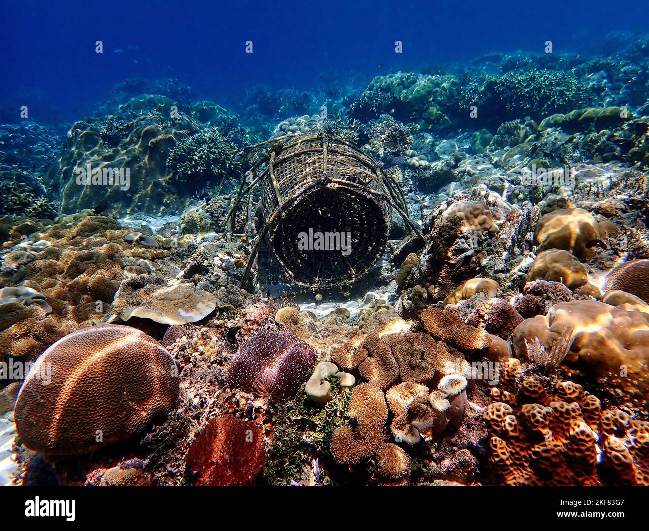Indonesia Alor Island - Marine life Coral reef with fish trap Stock ...