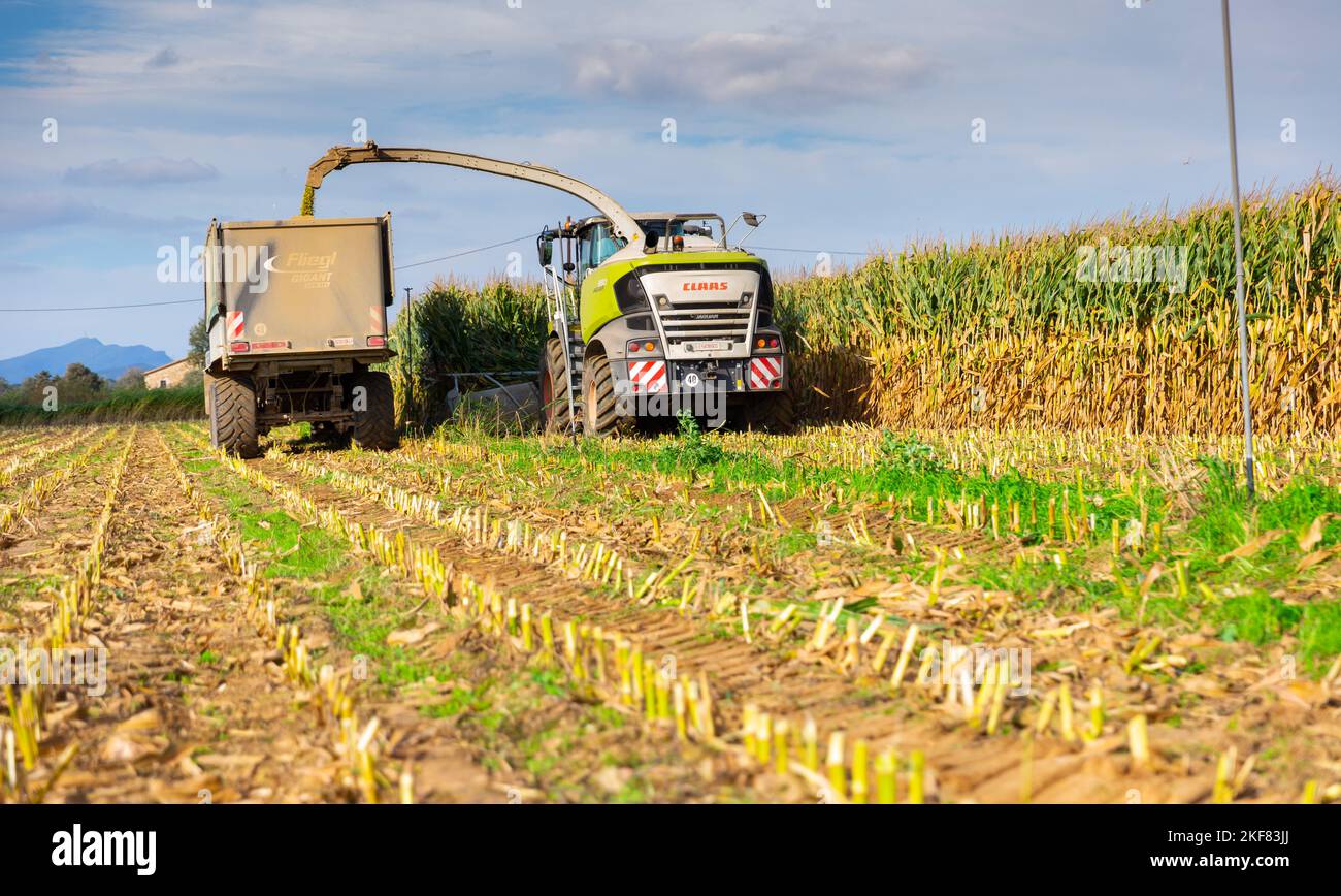 Process of corn silage harvest at farm Stock Photo - Alamy