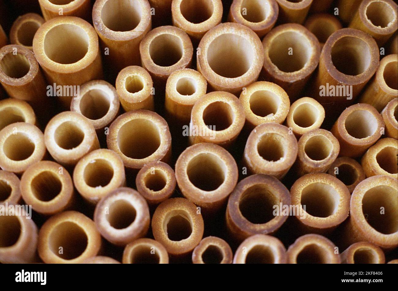 Bamboo cross section hi-res stock photography and images - Alamy