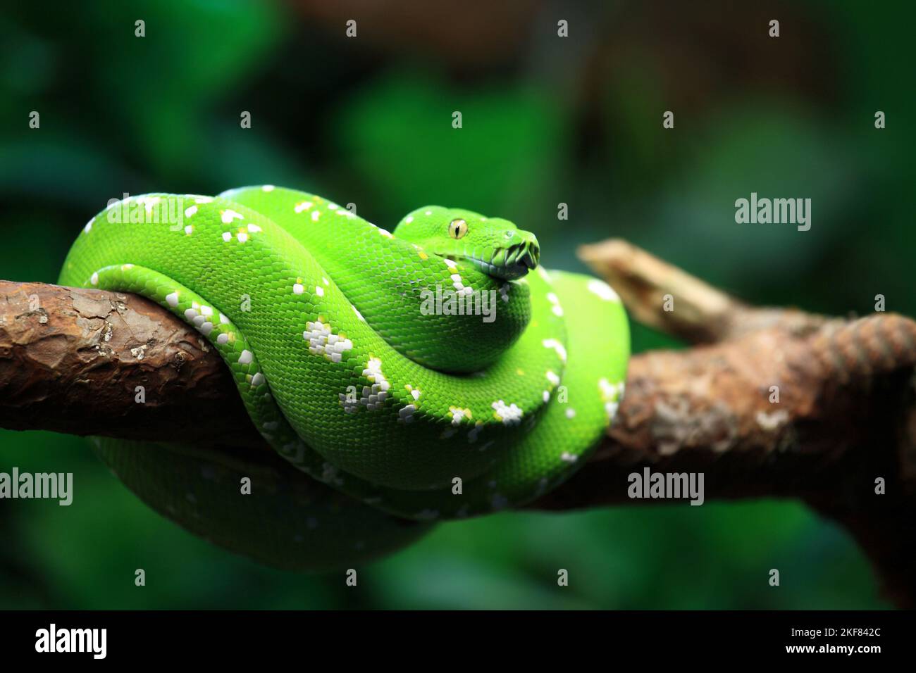 Grüne Baumpython / Green tree python / Morelia viridis Stock Photo - Alamy