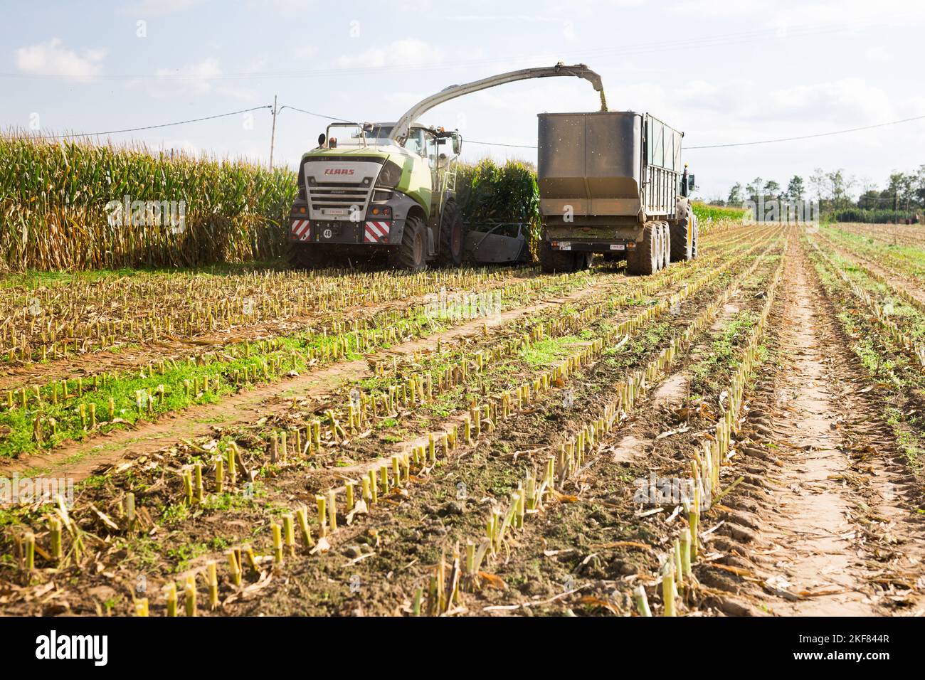 Combine harvester mowing corn on farm field and pouring into truck ...