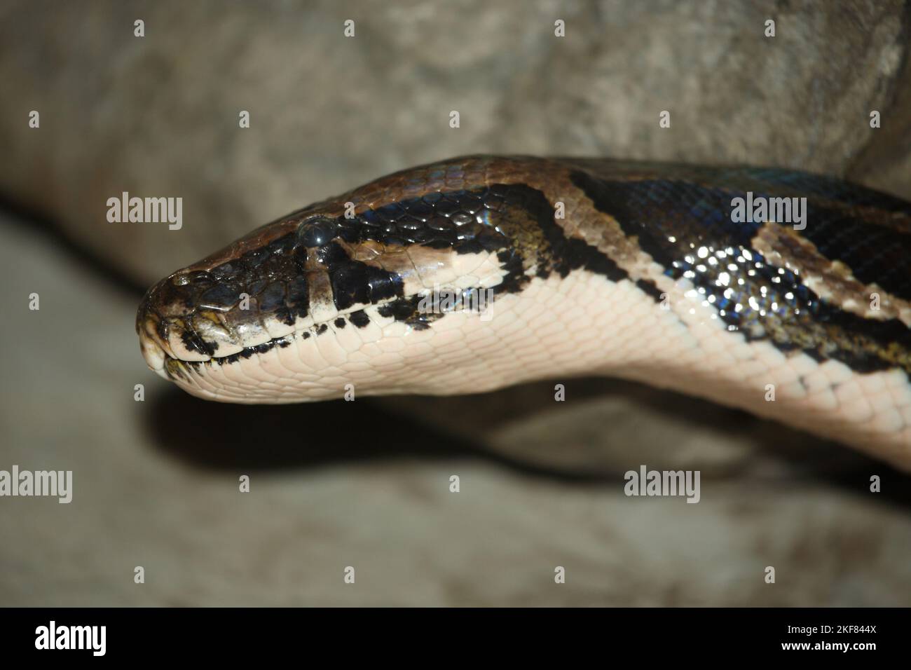 Dunkler Tigerpython Burmese Python Python Molurus Bivittatus Stock