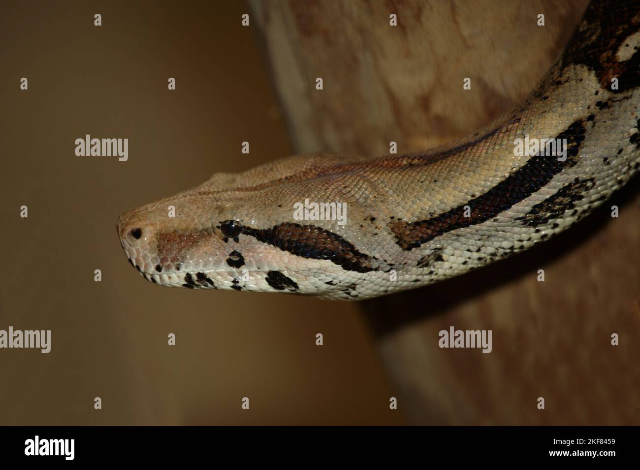 Dunkler Tigerpython / Burmese python / Python molurus bivittatus Stock Photo - Alamy