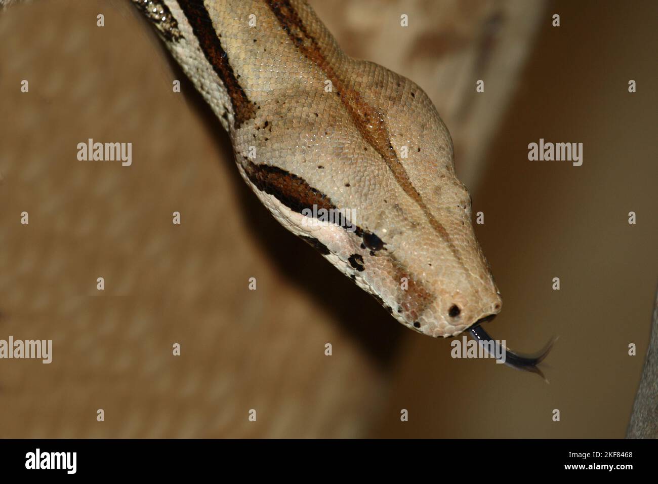 Dunkler Tigerpython / Burmese python / Python molurus bivittatus Stock ...