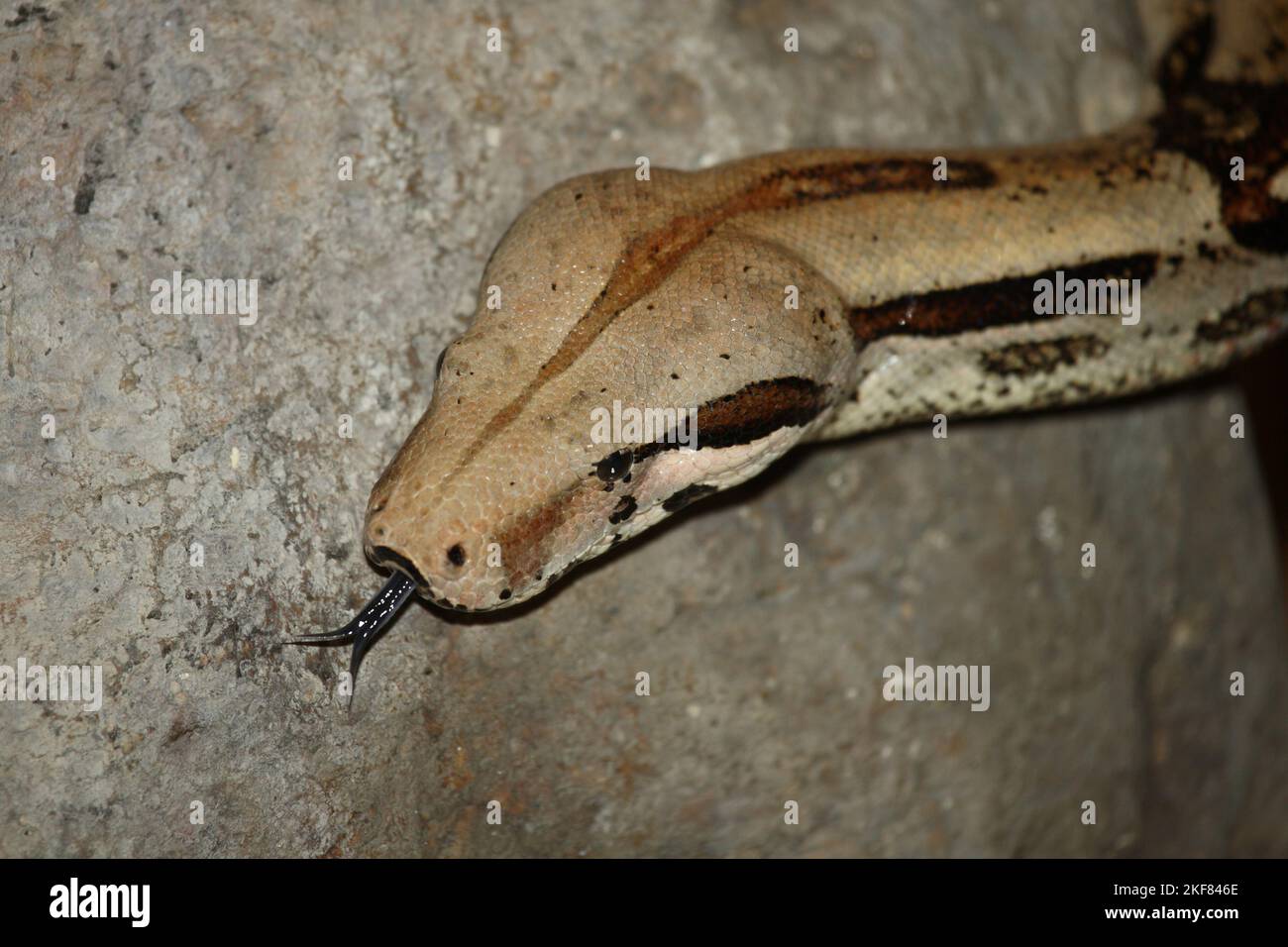 Tigerpythons hi-res stock photography and images - Alamy