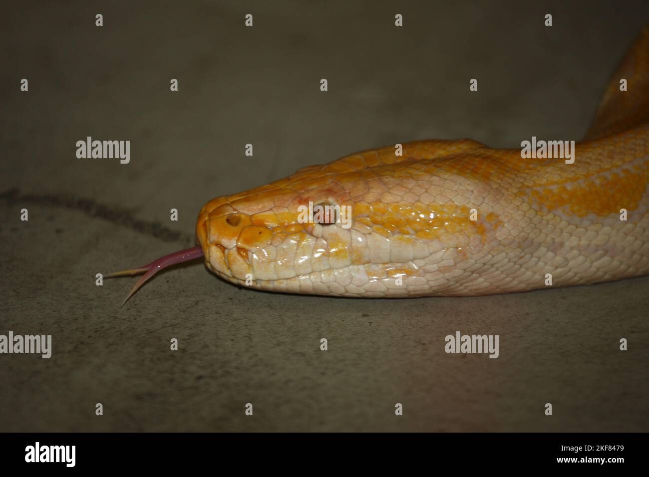 Dunkler Tigerpython / Burmese python / Python molurus bivittatus Stock ...